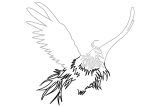 How to Draw a Phoenix - Beautiful Phoenix Illustration Guide
