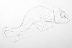 How to Draw a Chameleon – Easy Drawing these Beautiful Reptiles