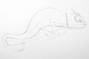 How to Draw a Chameleon – Easy Drawing these Beautiful Reptiles