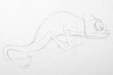 How to Draw a Chameleon – Easy Drawing these Beautiful Reptiles