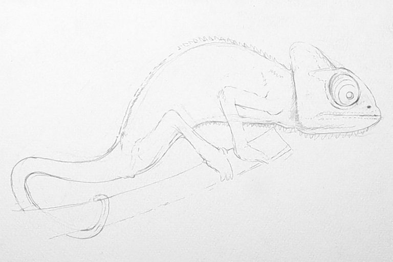How to Draw a Chameleon – Easy Drawing these Beautiful Reptiles