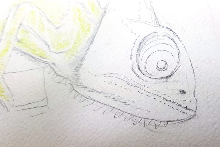 How to Draw a Chameleon – Easy Drawing these Beautiful Reptiles