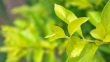 Chartreuse Color – What Color is Chartreuse?