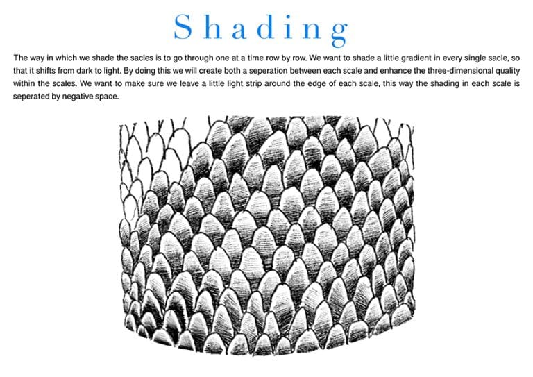 How to Draw Scales - A Realistic Snakeskin Drawing Guide