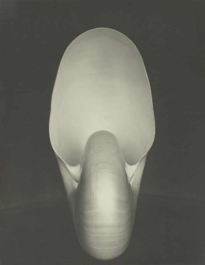 Edward Weston - Explore the Edward Weston Photography Style
