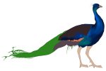 How to Draw a Peacock - Realistic Peacock Drawing Guide