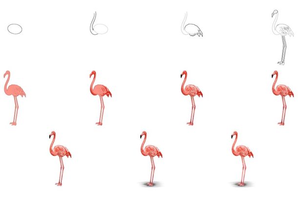 How to Draw a Flamingo - Fun Flamingo Illustration Tutorial