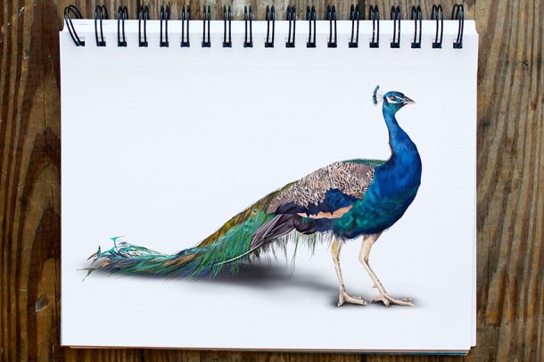How to Draw a Peacock - Realistic Peacock Drawing Guide