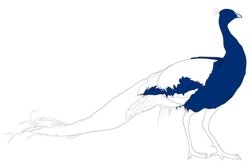 How to Draw a Peacock - Realistic Peacock Drawing Guide