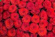 Vermilion Color - The Bright and Exciting Vermilion Red Color