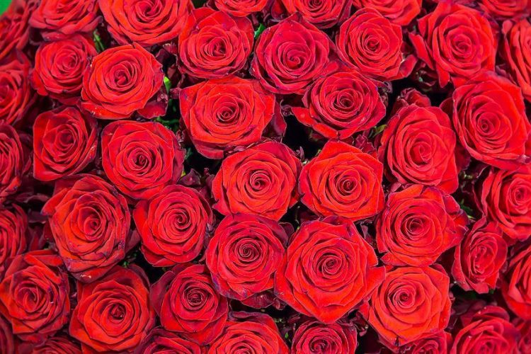 Vermilion Color - The Bright and Exciting Vermilion Red Color