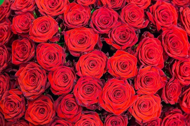 Vermilion Color - The Bright and Exciting Vermilion Red Color