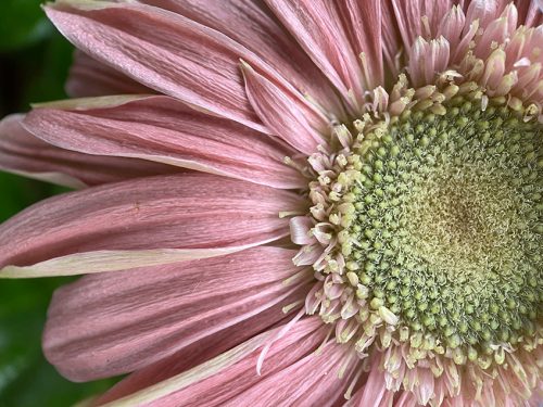 Dusty Rose Color – A Deep Dive Into Dusty Rose Color Theory