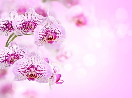 Orchid Color – Using Orchid Color Palette in Design and Fashion