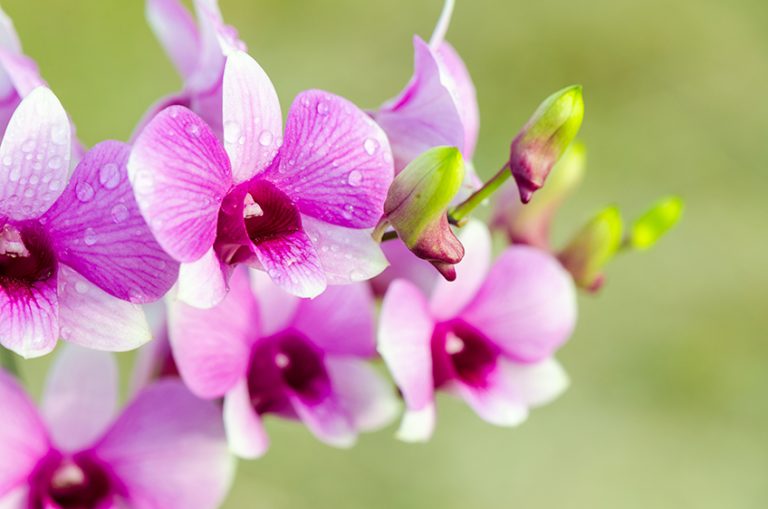 Orchid Color – Using Orchid Color Palette in Design and Fashion