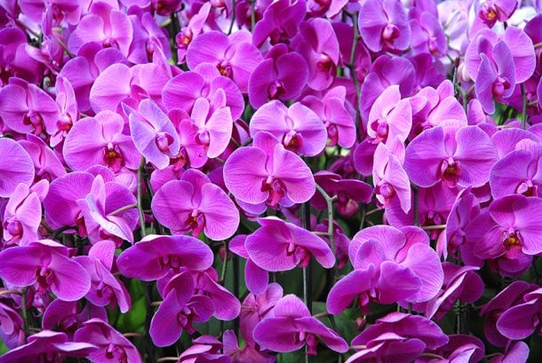 Orchid Color – Using Orchid Color Palette in Design and Fashion