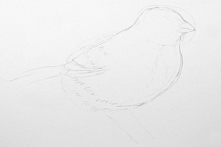How to Draw a Sparrow - An Easy Beginners Drawing Tutorial