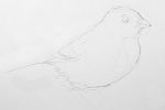 How to Draw a Sparrow - An Easy Beginners Drawing Tutorial