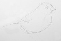 How to Draw a Sparrow - An Easy Beginners Drawing Tutorial