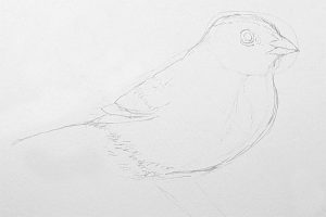 How to Draw a Sparrow - An Easy Beginners Drawing Tutorial