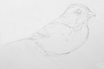 How to Draw a Sparrow - An Easy Beginners Drawing Tutorial