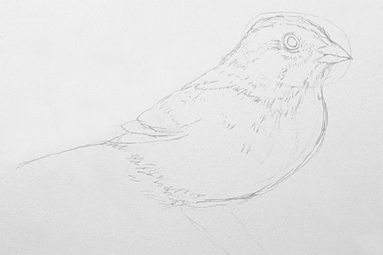 How to Draw a Sparrow - An Easy Beginners Drawing Tutorial