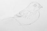How to Draw a Sparrow - An Easy Beginners Drawing Tutorial