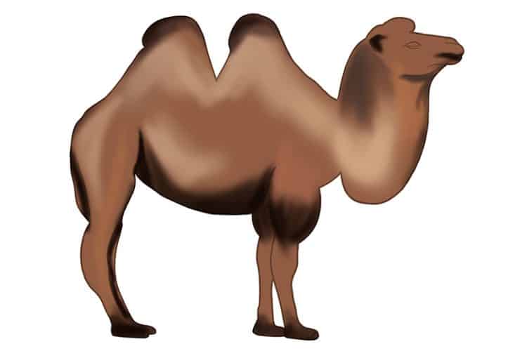 How to Draw a Camel – Easy Camel Drawing Step by Step