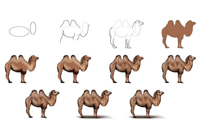 How to Draw a Camel – Easy Camel Drawing Step by Step