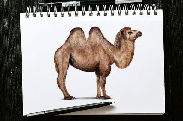 How to Draw a Camel – Easy Camel Drawing Step by Step