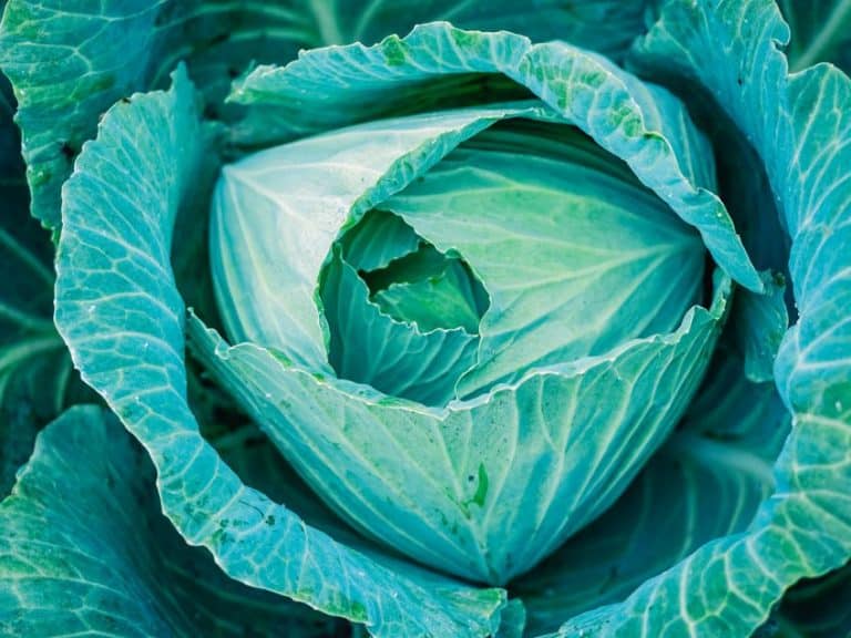 Turquoise Blue Color - How to Create a Turquoise Color Palette