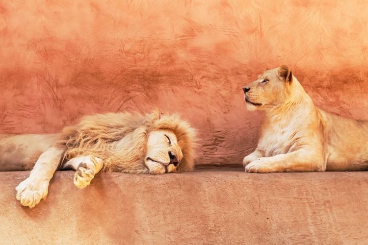 Tawny Color - Explore the Sophisticated Warm Shades of Brown