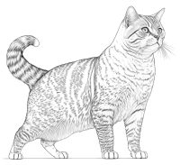 Cat Coloring Pages - 52 Unique Cat Images to Color