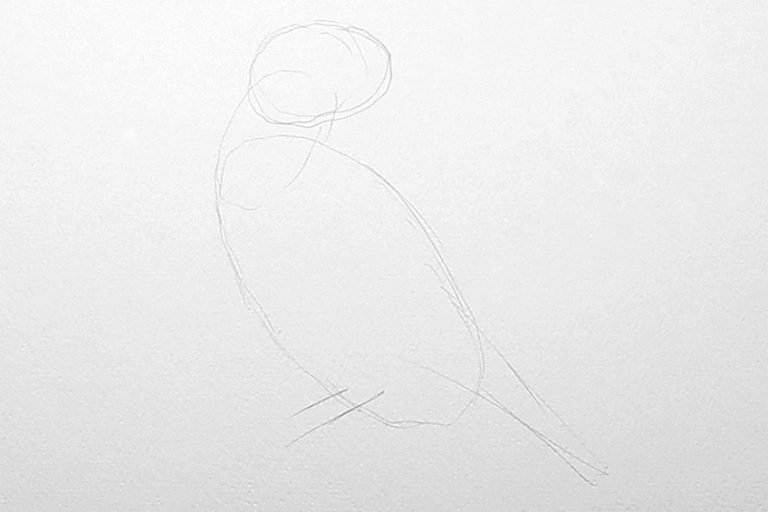 How to Draw a Bluebird - A Bright and Fun Drawing Tutorial