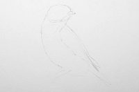 How to Draw a Bluebird - A Bright and Fun Drawing Tutorial