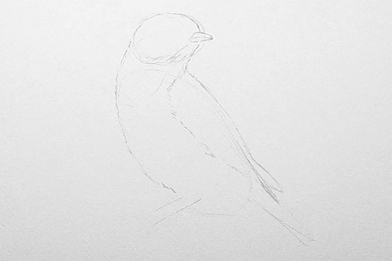 How to Draw a Bluebird - A Bright and Fun Drawing Tutorial