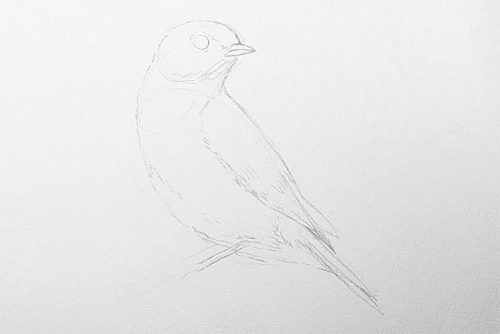 How to Draw a Bluebird - A Bright and Fun Drawing Tutorial