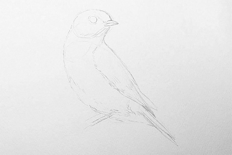 How to Draw a Bluebird - A Bright and Fun Drawing Tutorial