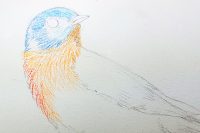 How to Draw a Bluebird - A Bright and Fun Drawing Tutorial