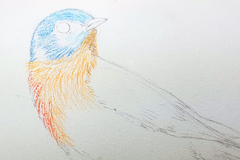 How to Draw a Bluebird - A Bright and Fun Drawing Tutorial
