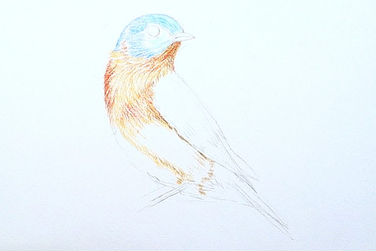 How to Draw a Bluebird - A Bright and Fun Drawing Tutorial