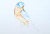 How to Draw a Bluebird - A Bright and Fun Drawing Tutorial