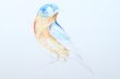 How to Draw a Bluebird - A Bright and Fun Drawing Tutorial