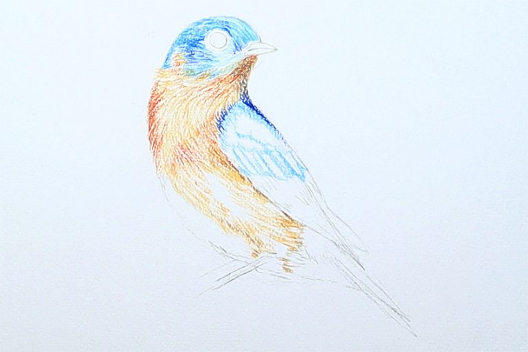 How to Draw a Bluebird - A Bright and Fun Drawing Tutorial