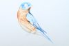 How to Draw a Bluebird - A Bright and Fun Drawing Tutorial