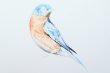 How to Draw a Bluebird - A Bright and Fun Drawing Tutorial