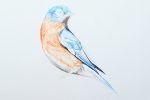 How to Draw a Bluebird - A Bright and Fun Drawing Tutorial