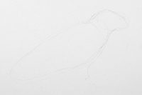 How to Draw a Crow – Tips from the Artist about Drawing a Crow