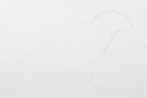How to Draw a Crow – Tips from the Artist about Drawing a Crow