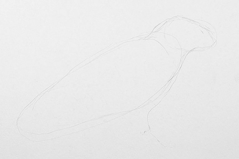 How to Draw a Crow – Tips from the Artist about Drawing a Crow
